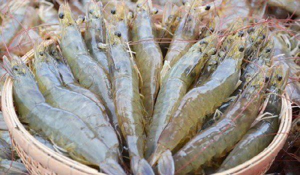 Bí quyết sơ chế tôm hùm, tôm sú, tôm thẻ của đầu bếp 5 sao tại nhà hàng ...