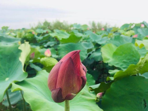 Khám Phá Đầm Sen 'Mới Toanh' Ở Thái Bình - Mytour.com