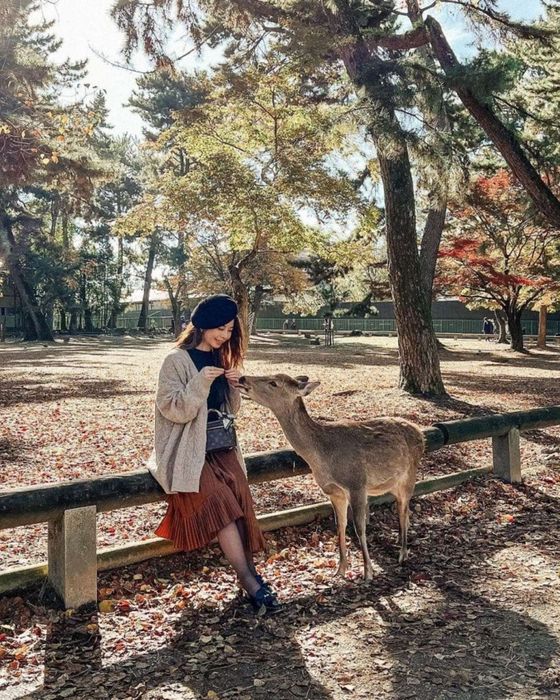 Khám phá Nara: Trải nghiệm thế giới của những chú nai ở Nhật Bản