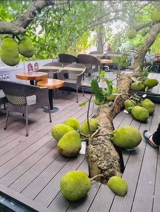 Quán cafe cây Mít - Điểm độc đáo ở Tuyên Quang - Mytour