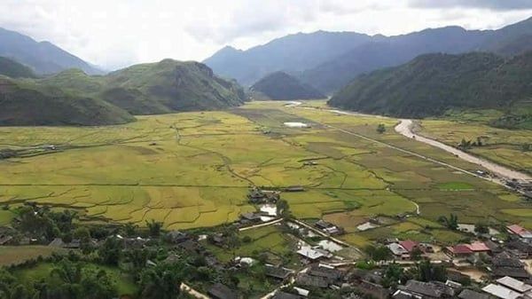 Khám phá sự quyến rũ của cánh đồng lúa nếp chín vàng rực trên cao ...