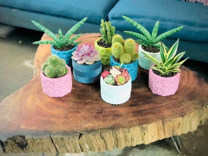 7 loại cây cảnh phổ biến dành cho người mới trồng - ALONGWALKER