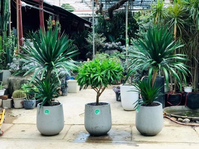 7 loại cây cảnh phổ biến dành cho người mới trồng - ALONGWALKER