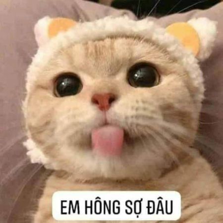 Bức tranh meme dễ thương, hài hước, với những hình ảnh mèo chế khó cưỡng