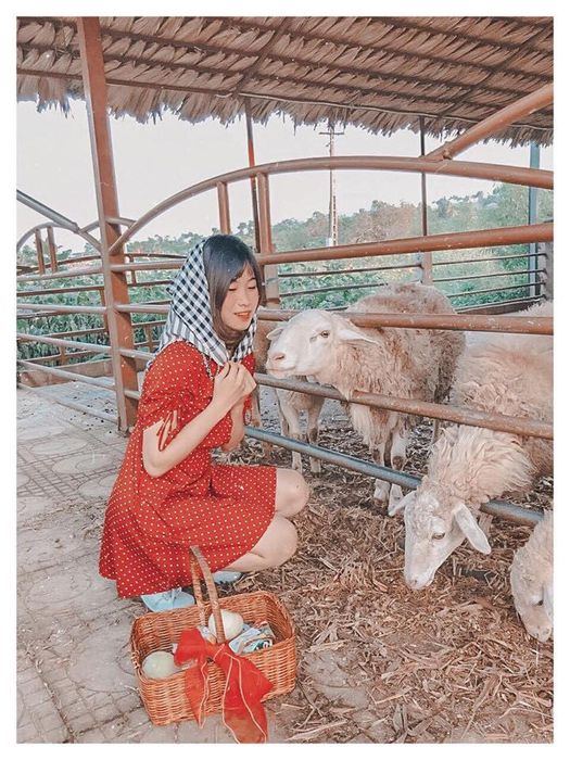 Experience a day as a farmer at the hottest Dairy Farm in Moc Chau - Mytour