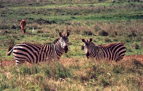 Exploring Nairobi National Park