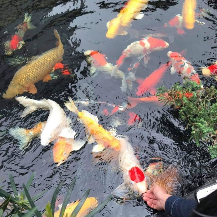 Top 5 Koi Fish Cafes That Attract Visitors Most in Hai Phong - Mytour.vn