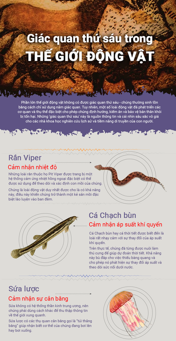 [Infographic] Danh sách các loài động vật sở hữu giác quan thứ 6