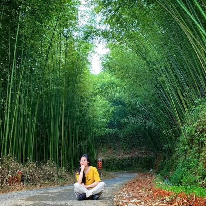 Discovering a Bamboo Forest Resembling a Painting in Cao Bang - Mytour
