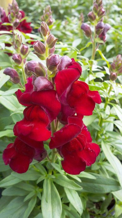Stunning Snapshots of Snapdragon Flowers