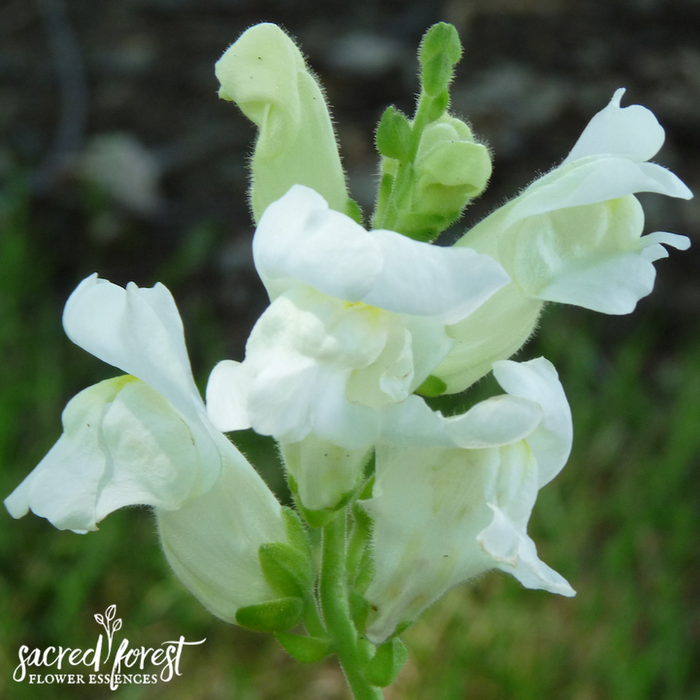 Stunning Snapshots of Snapdragon Flowers