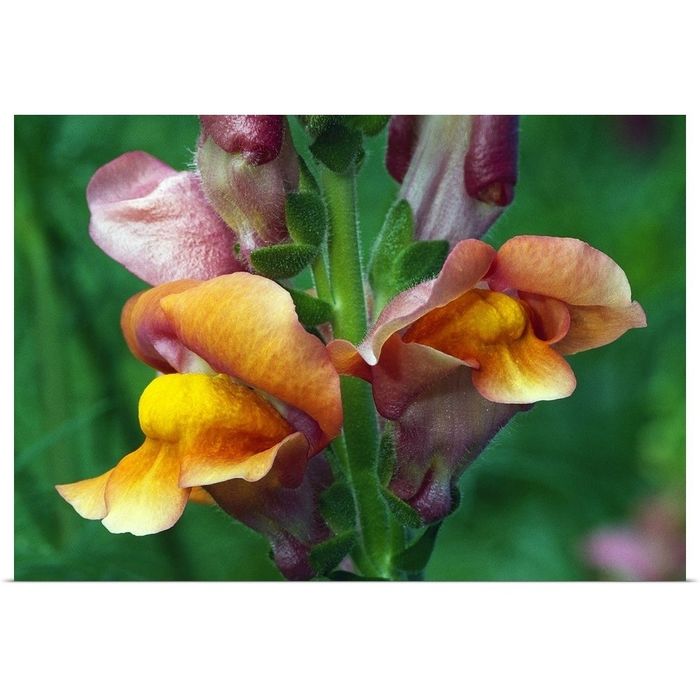 Stunning Snapshots of Snapdragon Flowers