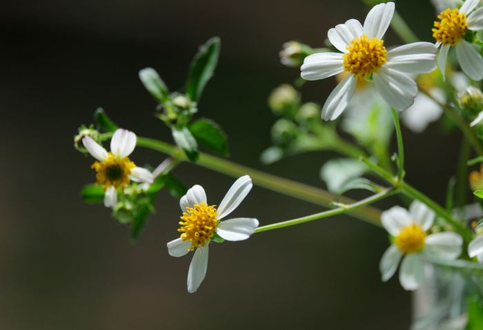 Stunning Images of Xuyen Chi Flowers - Compilation of the Most ...