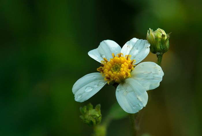 Stunning Images of Xuyen Chi Flowers - Compilation of the Most ...