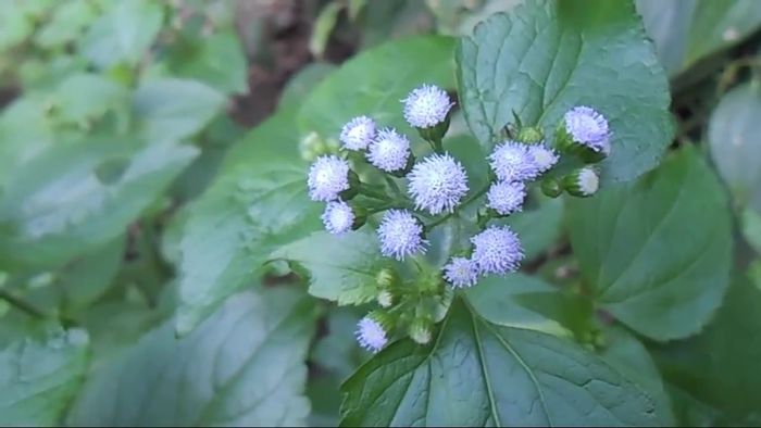 Stunning Images of Xuyen Chi Flowers - Compilation of the Most ...