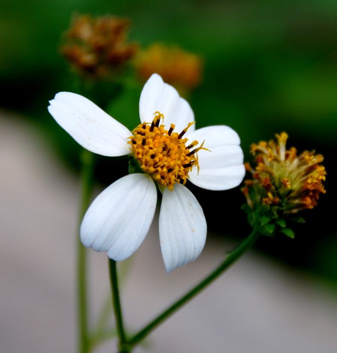 Stunning Images of Xuyen Chi Flowers - Compilation of the Most ...