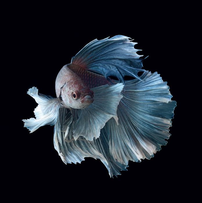 Stunning Snapshots of Siamese Fighting Fish - A Compilation of the Most ...