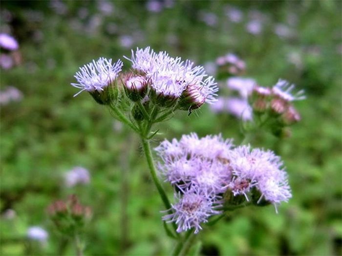 Stunning Images of Xuyen Chi Flowers - Compilation of the Most ...