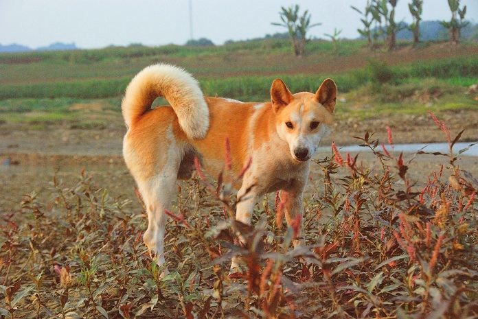 Top 14 Fascinating Facts About Dingo Dogs - Mytour.vn