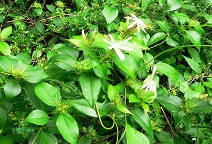 Top 10 Best Tea Varieties to Try in Vietnam - Mytour.vn