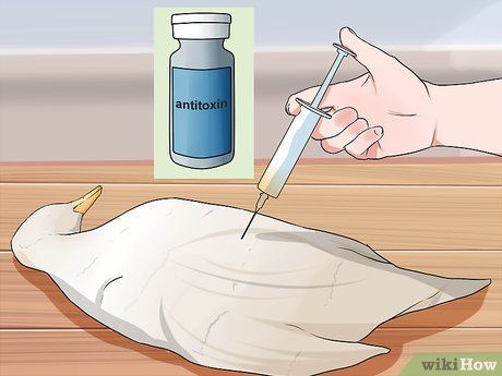 How to Treat Botulism Infection in Ducks: 11 Steps (with Pictures)