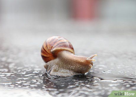 Snail Farming as a Hobby – Mytour