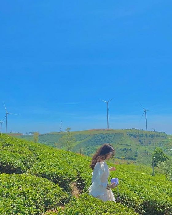 Cau Dat Windmill Field – A picturesque photo spot in Da Lat