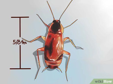 Identifying Cockroach Species – Mytour