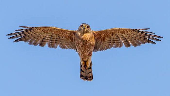 Hawks vs Falcons: Key Differences Explained