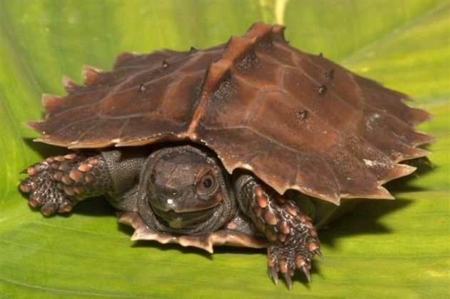 10 Strange and Unusual Turtle Species - Mytour