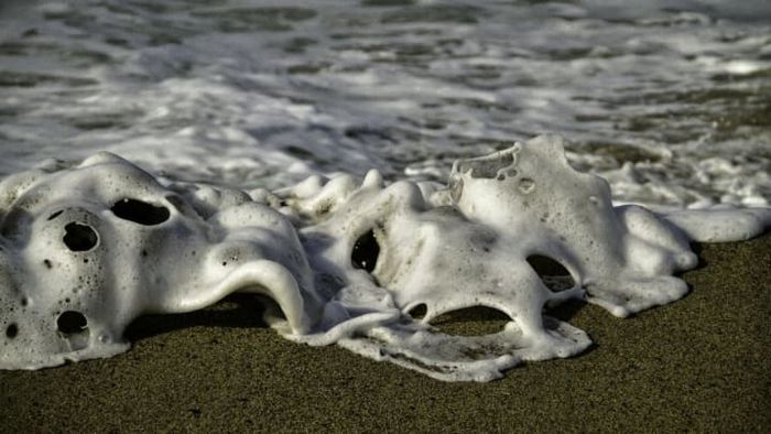 8 Strange and Unusual Sea Creatures Found on Shorelines