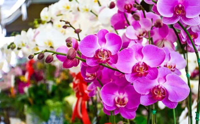 Beautiful Orchids - Compilation of the Most Stunning Orchid Images