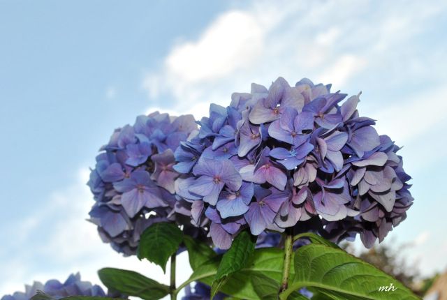 Exquisite Cam Tu Cau Flowers - Stunning Compilation of Cam Tu Cau ...