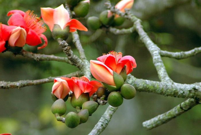 Beautiful Rice Flower Images - Compilation of the most stunning rice ...