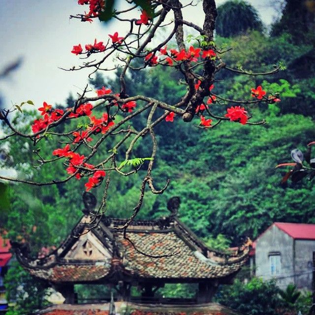 Beautiful Rice Flower Images - Compilation of the most stunning rice ...