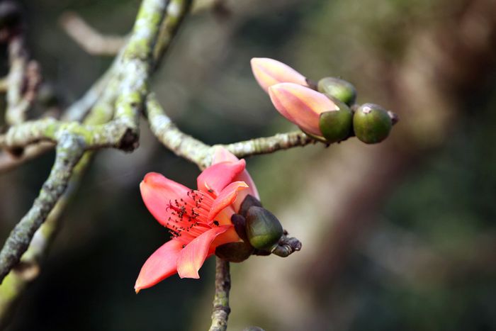 Beautiful Rice Flower Images - Compilation of the most stunning rice ...