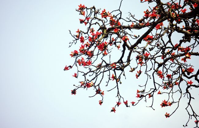 Beautiful Rice Flower Images - Compilation of the most stunning rice ...