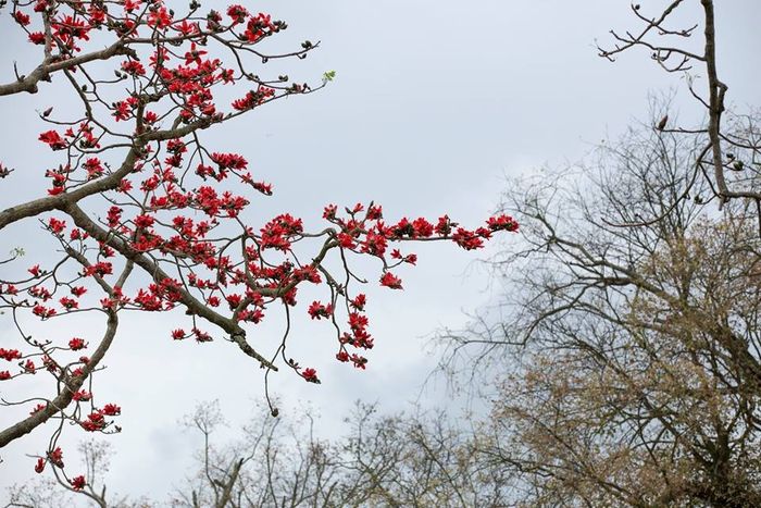Beautiful Rice Flower Images - Compilation of the most stunning rice ...