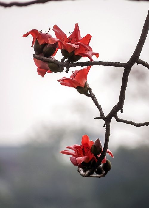 Beautiful Rice Flower Images - Compilation of the most stunning rice ...