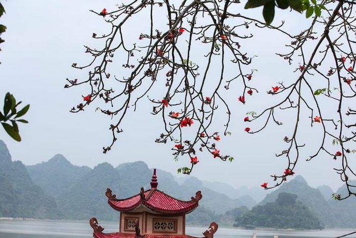 Beautiful Rice Flower Images - Compilation of the most stunning rice ...