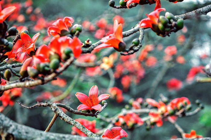 Beautiful Rice Flower Images - Compilation of the most stunning rice ...