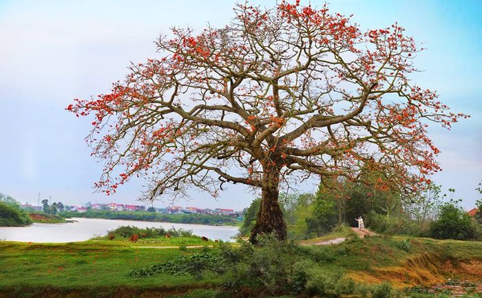 Beautiful Rice Flower Images - Compilation of the most stunning rice ...