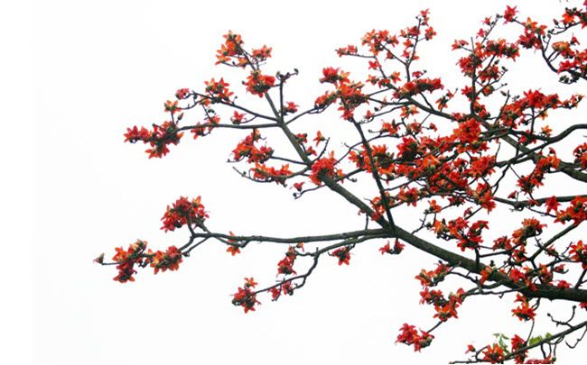 Beautiful Rice Flower Images - Compilation of the most stunning rice ...