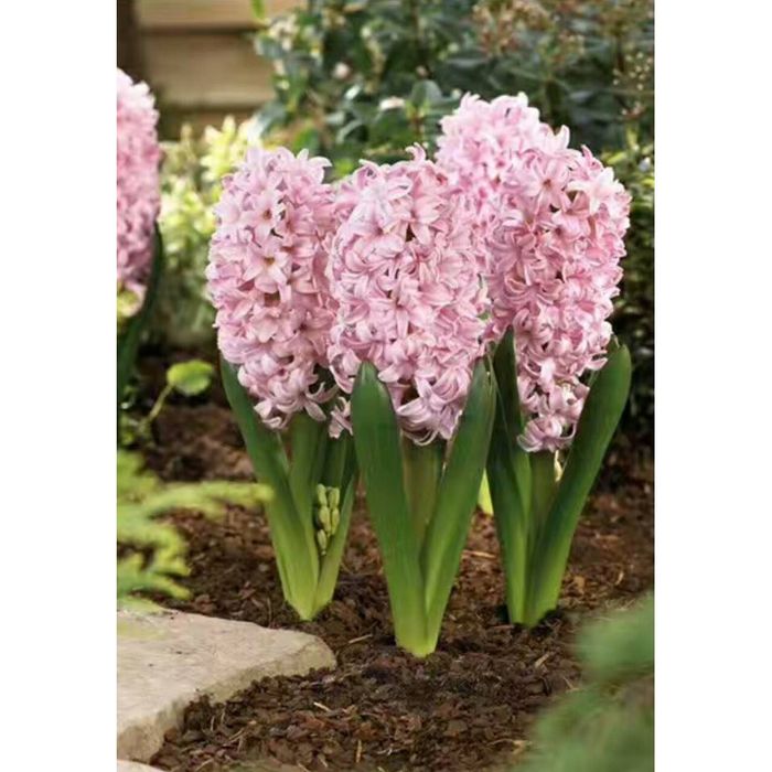 The Most Beautiful Images of Fairy Duster Flowers