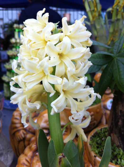 The Most Beautiful Images of Fairy Duster Flowers