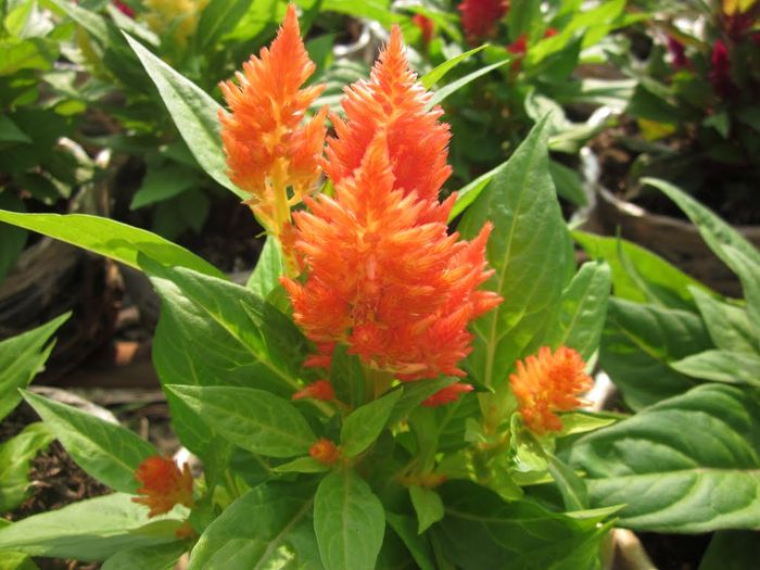 Beautiful cockscomb flower images