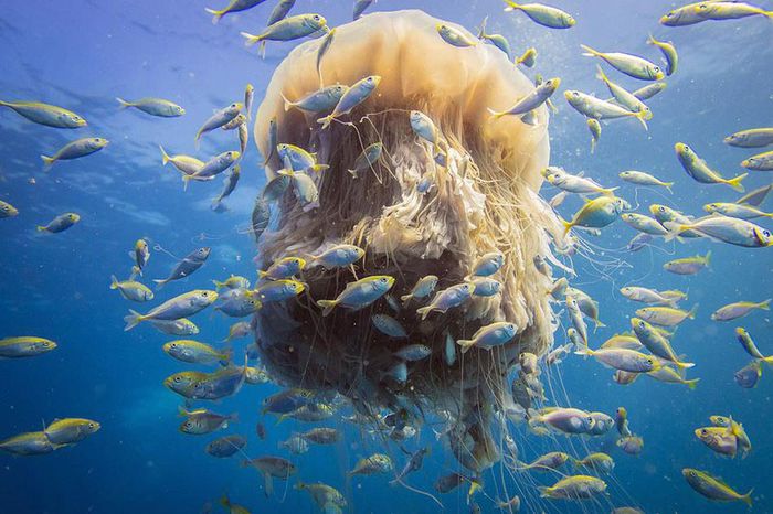 Beautiful jellyfish image