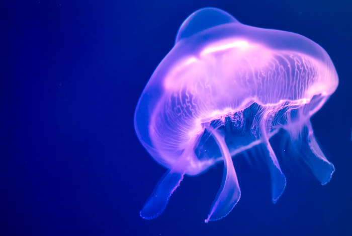 Beautiful jellyfish image