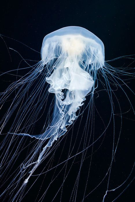 Beautiful jellyfish image