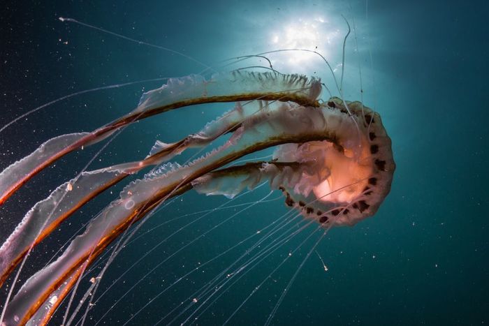 Beautiful jellyfish image